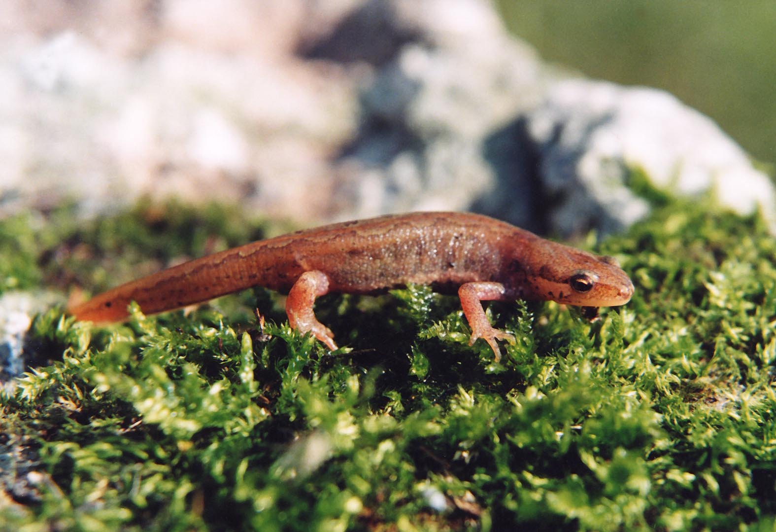 Les amphibiens sous haute surveillance au Parc de la Forêt d'Orient ...